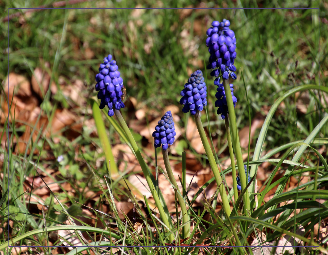 Perlhyazinthe Foto & Bild | outdoor, blau, grün Bilder auf fotocommunity