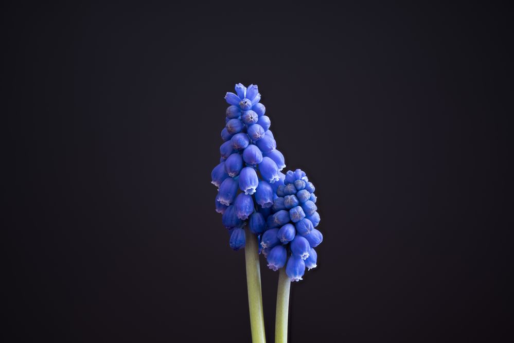 Perlhyazinthe Foto & Bild | makro, natur, pflanzen Bilder auf fotocommunity