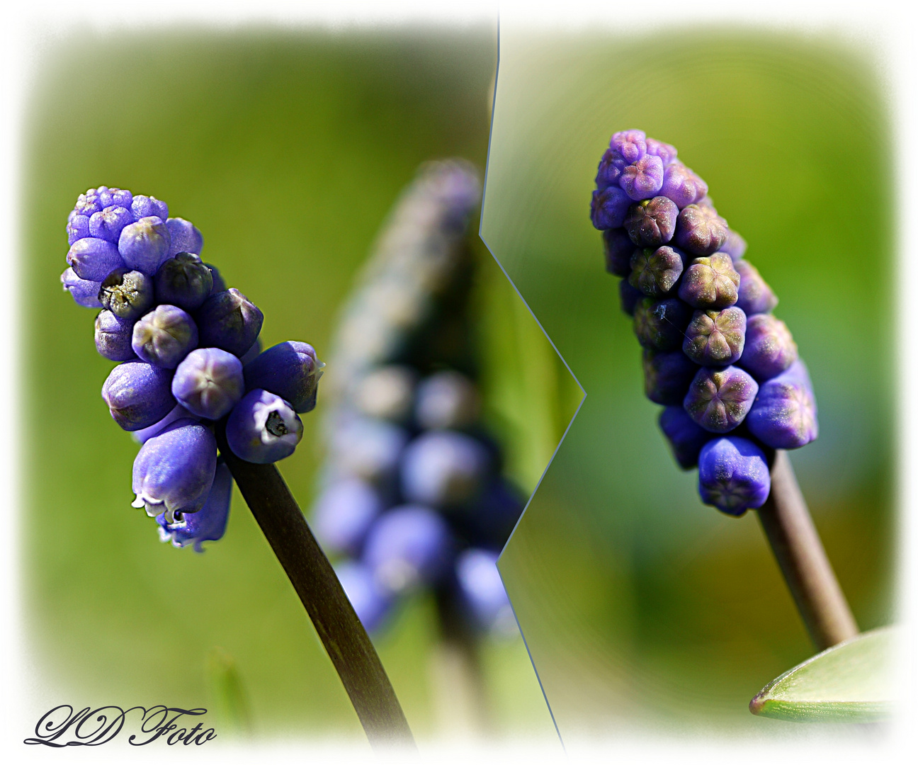 Perlhyazinthe Foto & Bild | natur, pflanzen, blüten- & kleinpflanzen ...