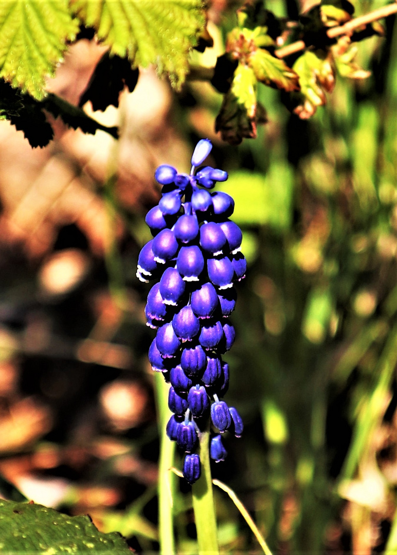 Perlhyazinthe, Blau Foto & Bild | pflanzen, perlhyazinthe blau, natur ...