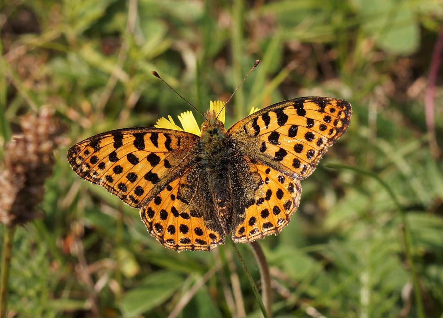 Perlmutter Falter Foto & Bild | natur, insekten, tiere Bilder auf ...