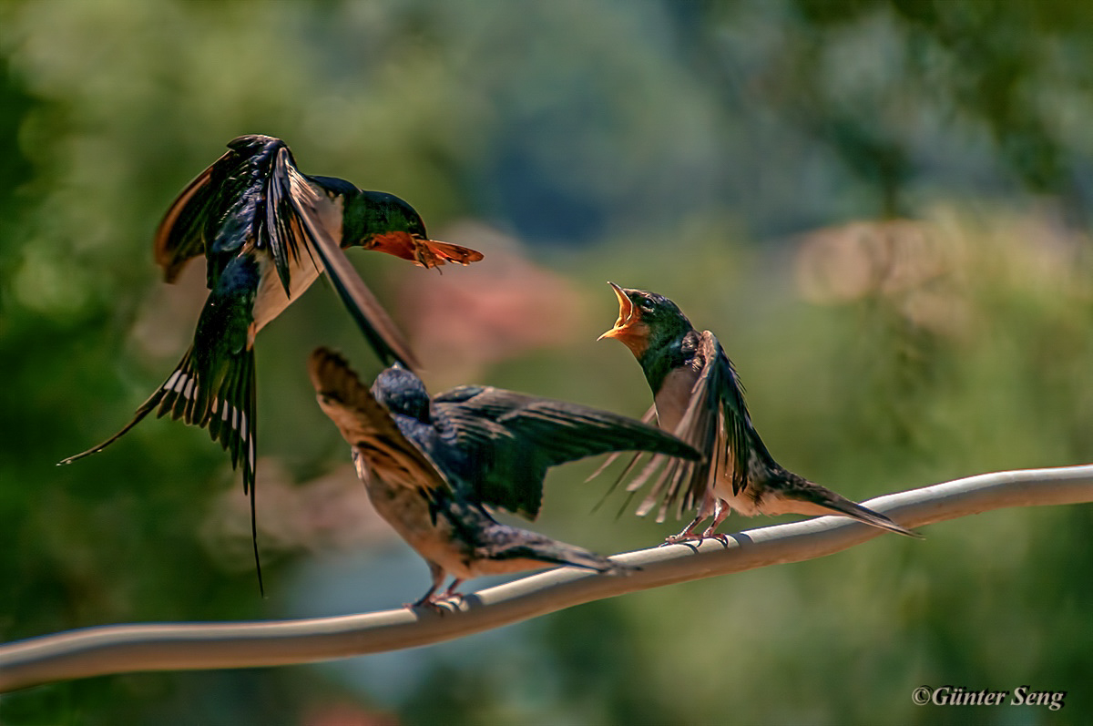 Permanent hungrig... Foto & Bild | tiere, wildlife, natur Bilder auf ...