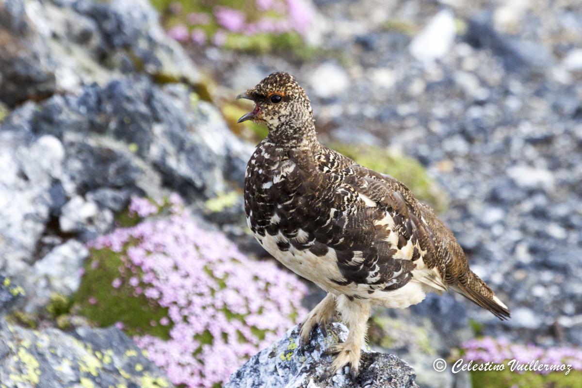Pernice bianca in abito estivo "maschio" Foto % Immagini| animali ...