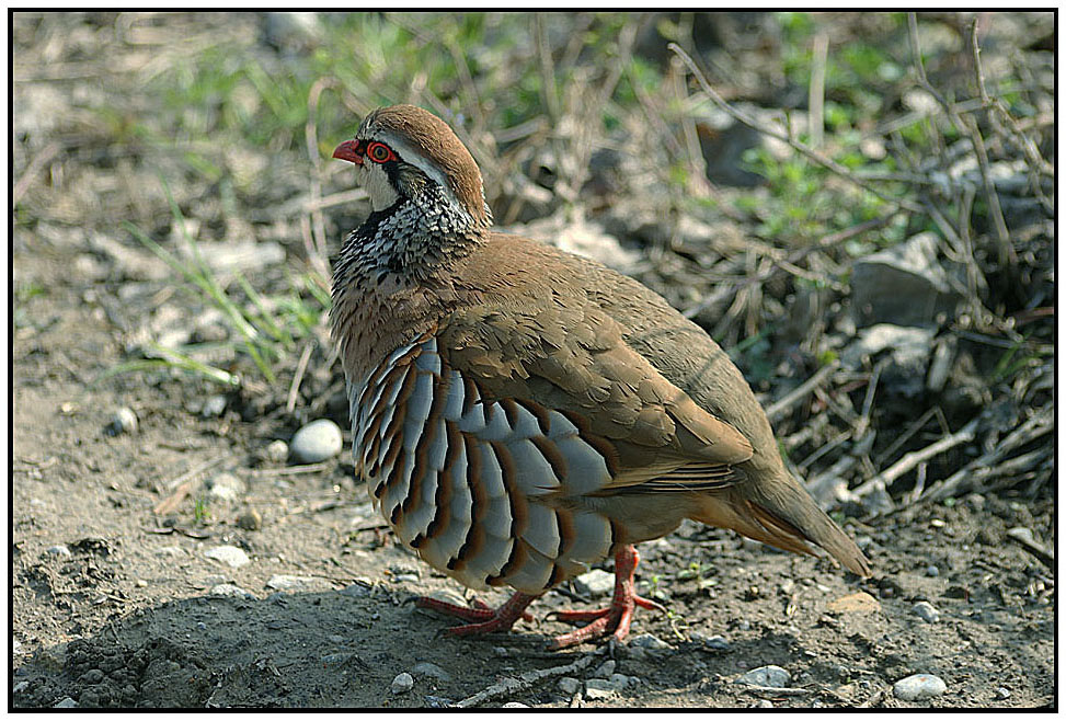 PERNICE ROSSA Foto % Immagini| uccelli, natura Foto su fotocommunity