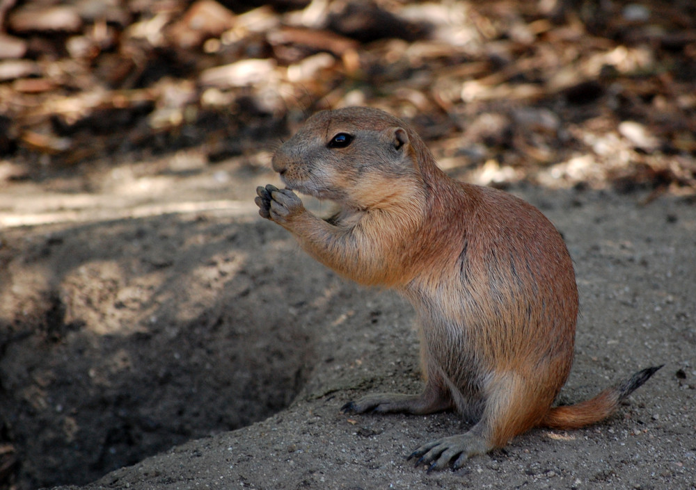 Perrito de la Pradera Imagen & Foto | animales, animales salvajes ...