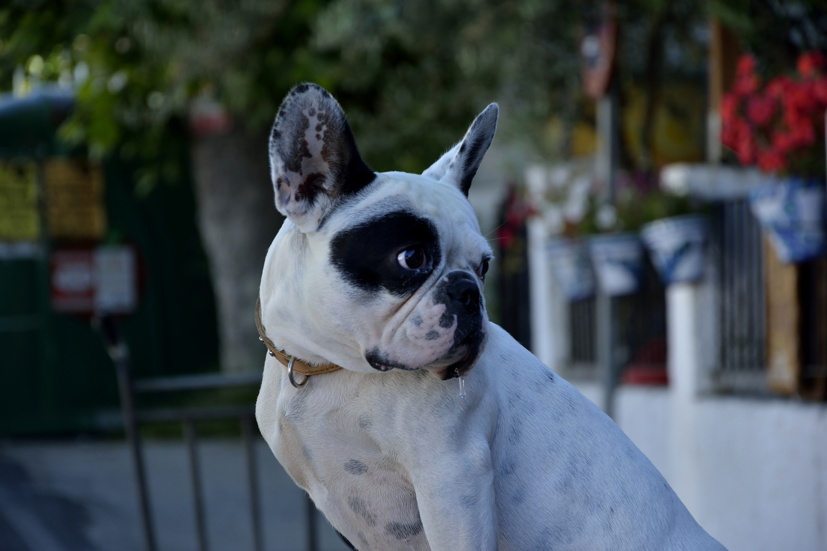 Perro posando Imagen & Foto | animales, animales domésticos, naturaleza ...