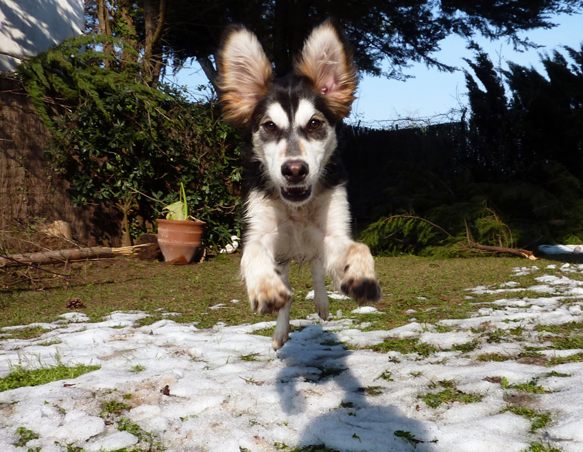 Perro volador y quizas vampiro Imagen & Foto | animales, naturaleza ...