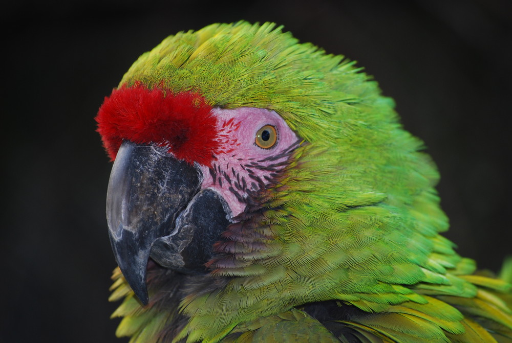 PERROQUET photo et image | animaux, zoo et animaux en captivité ...