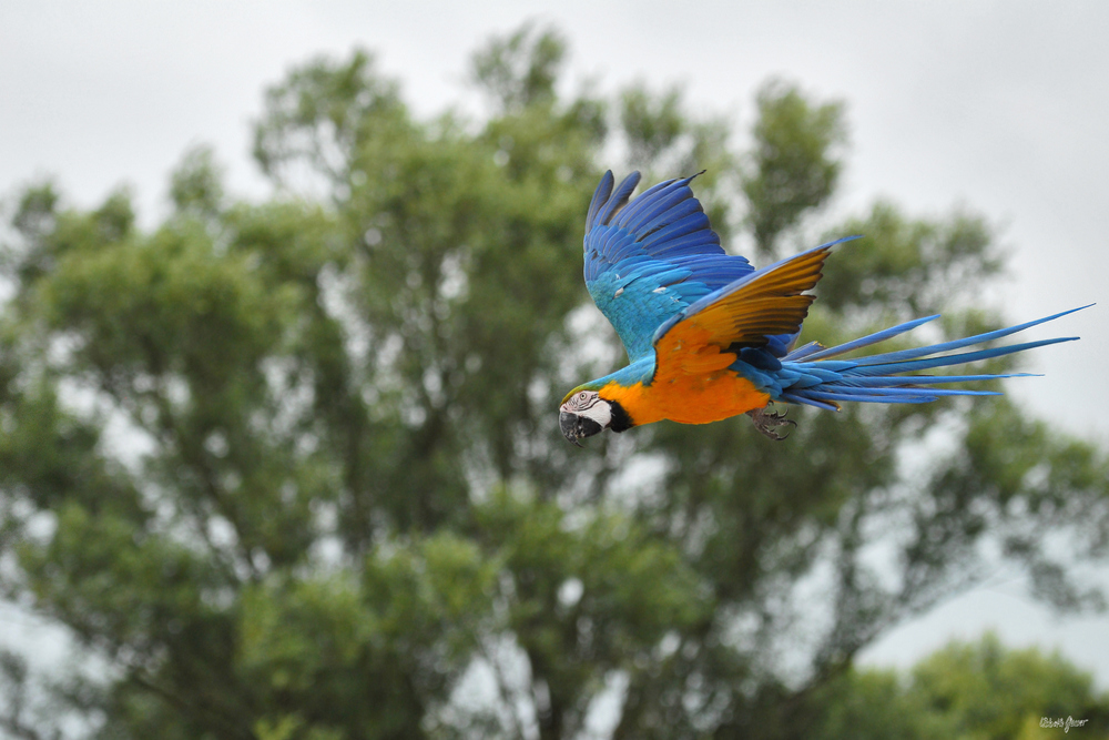 Perroquet en vol Foto & Bild | special, exercices photo Bilder auf ...