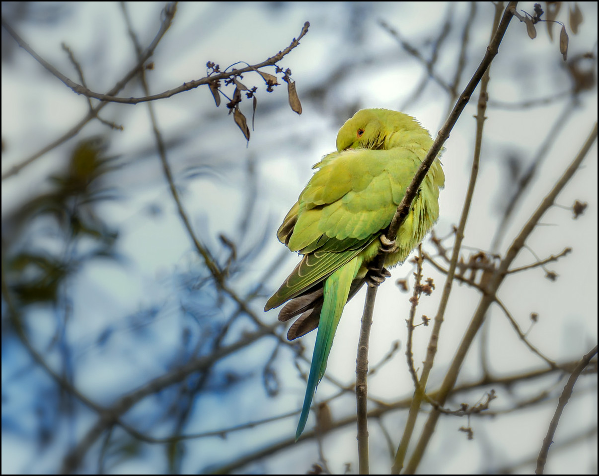 Perruche photo et image | animaux, animaux sauvages, oiseaux Images ...
