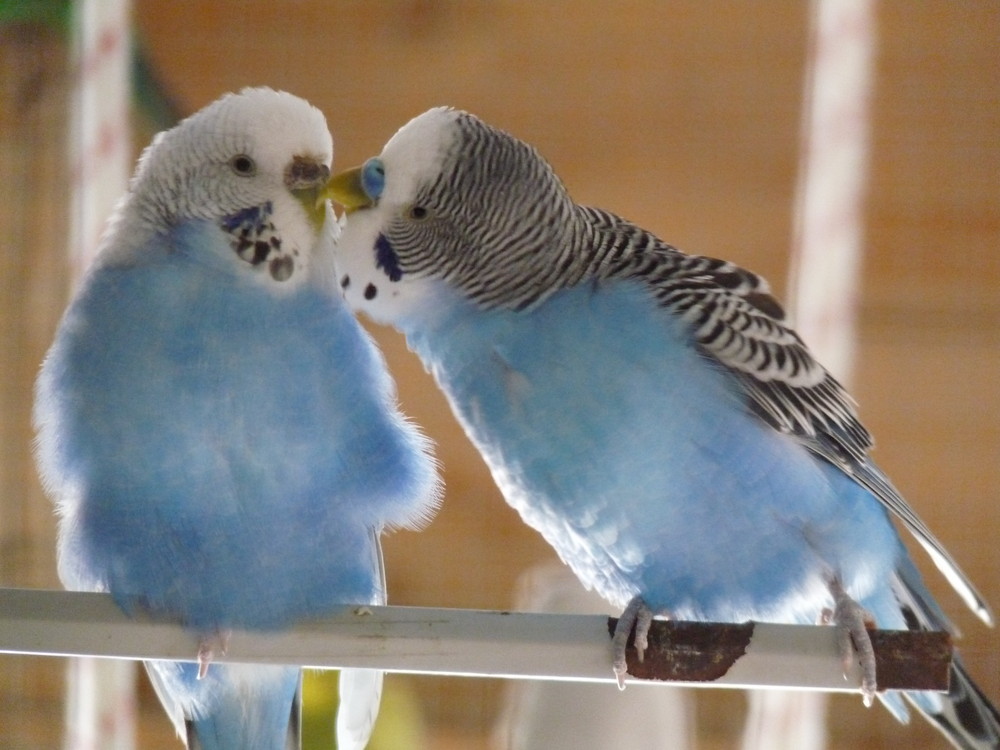 perruches ondulées photo et image | divers, nature Images fotocommunity