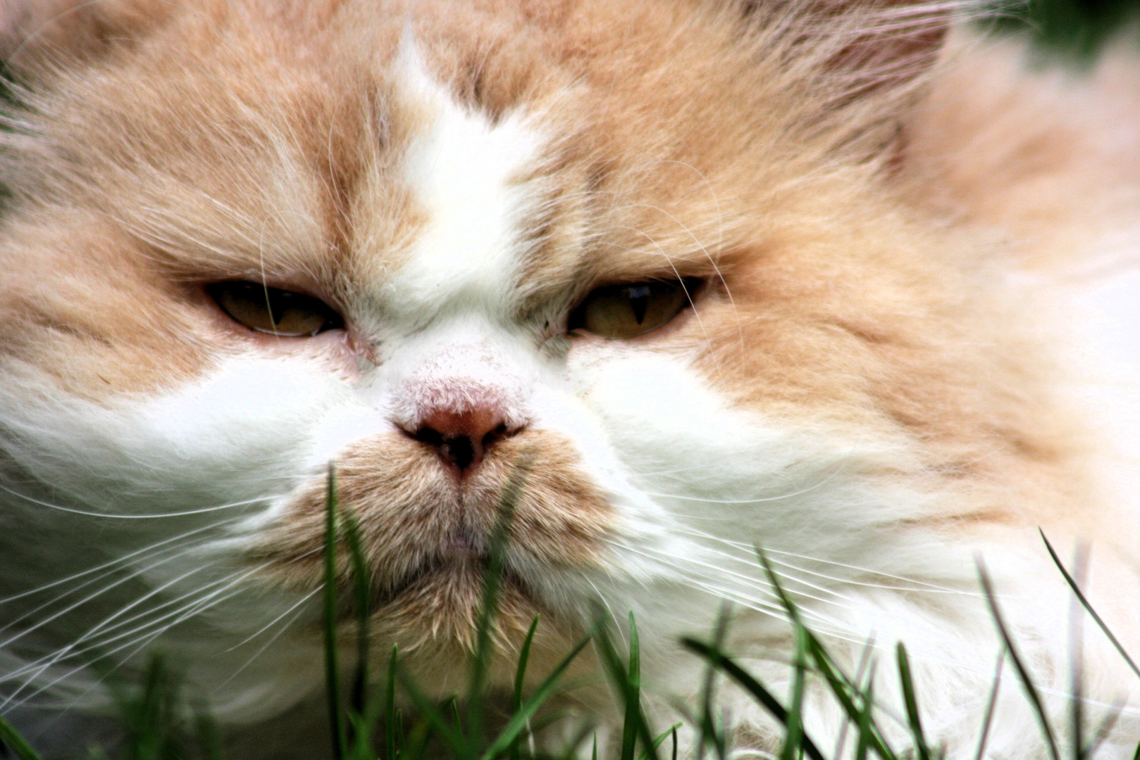 Perser-Kater Percy schlecht gelaunt Foto & Bild | stillleben, tiere ...