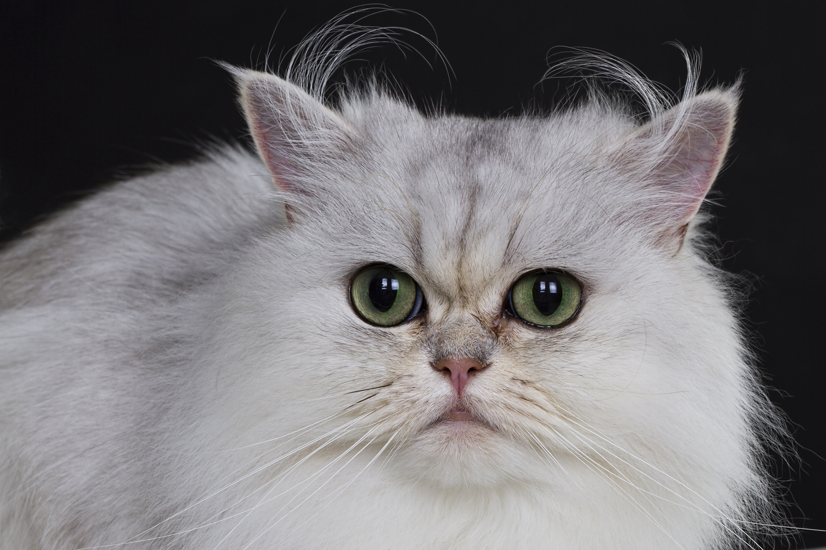 PERSERKATZE Foto & Bild | weiß, natur, portrait Bilder auf fotocommunity