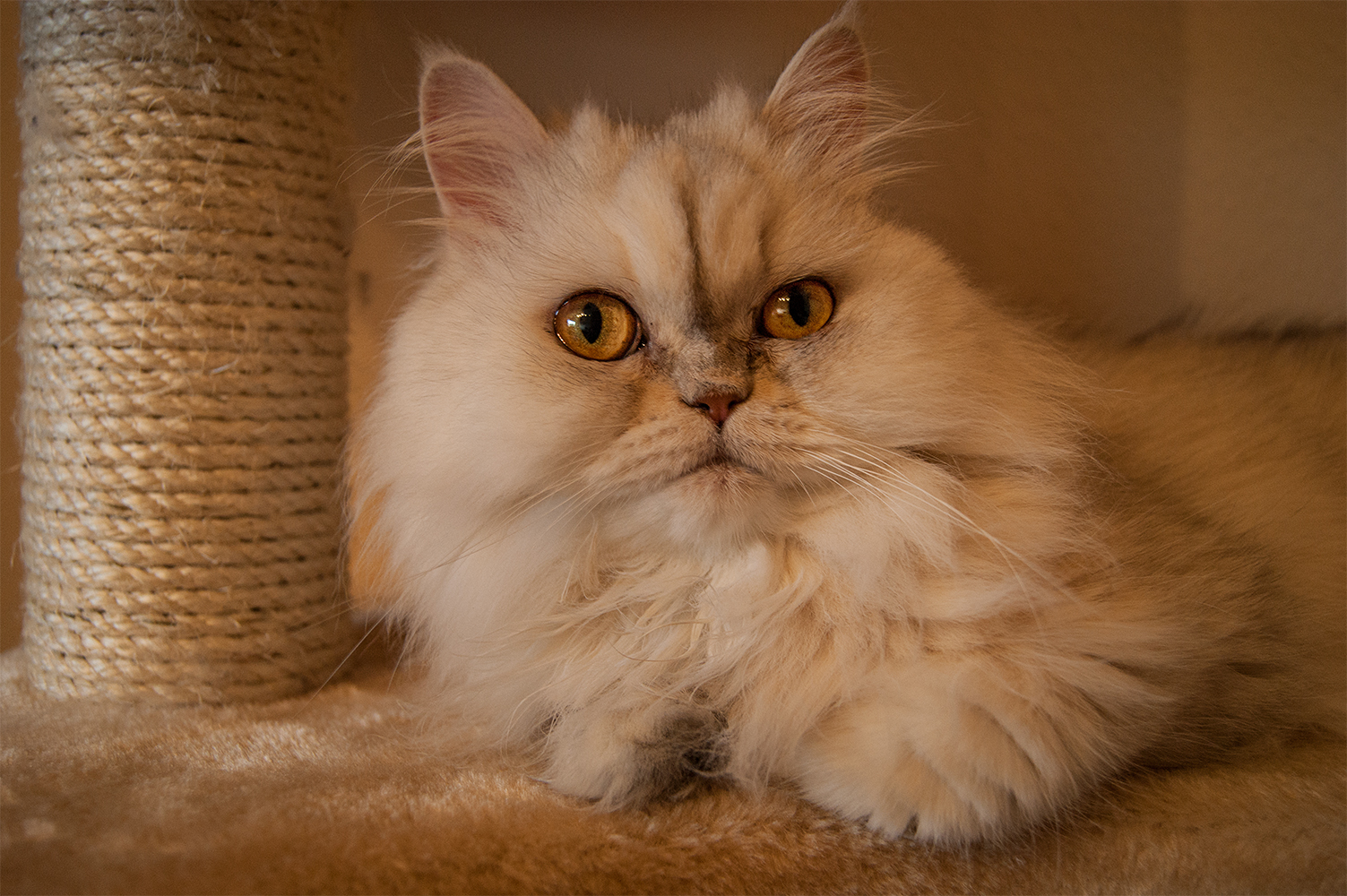 Perserkatze_2 Foto & Bild | tiere, haustiere, katzen Bilder auf ...