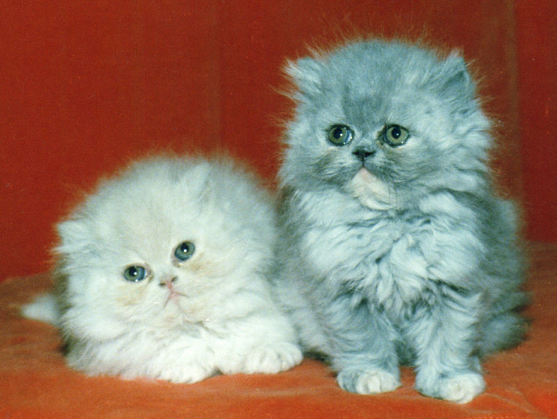 Perserkatzen 1 Foto & Bild | tiere, haustiere, katzen Bilder auf ...