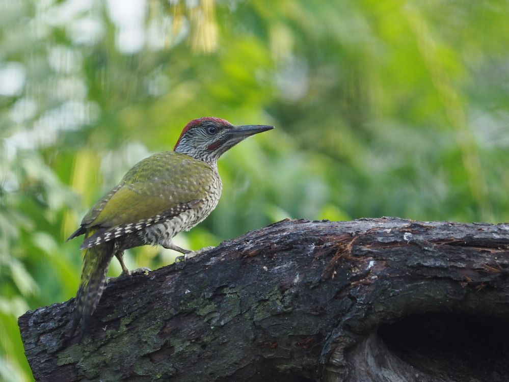 Personifizierte Neugier Foto & Bild | tiere, wildlife, wild lebende ...