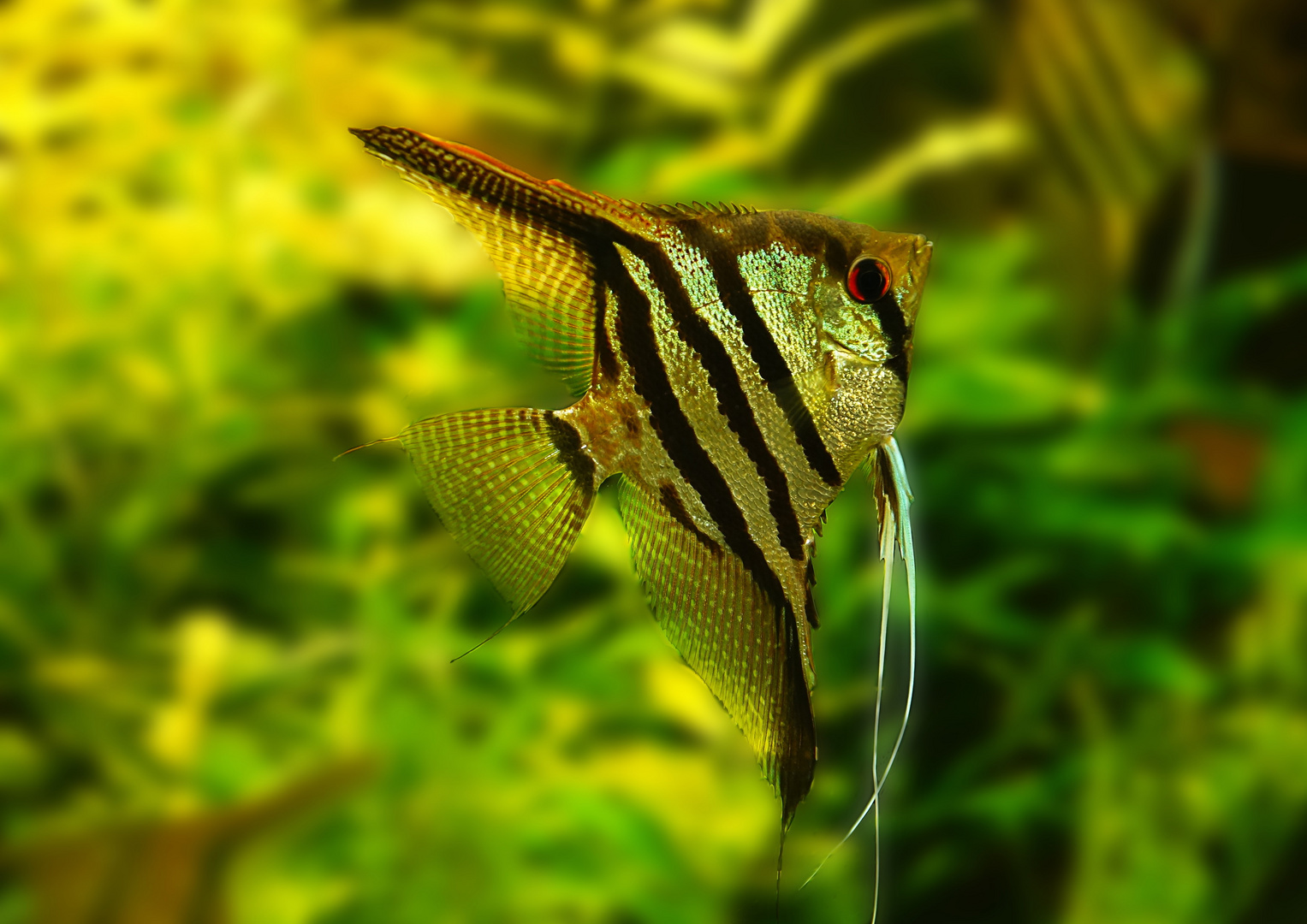 Peru-Altum-Skalar Foto & Bild | tiere, haustiere, aquaristik Bilder auf ...