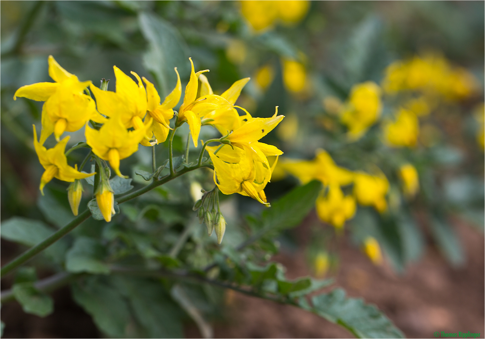 Peruanische Tomate (Solanum peruvianum).. Foto & Bild | pflanzen, pilze ...