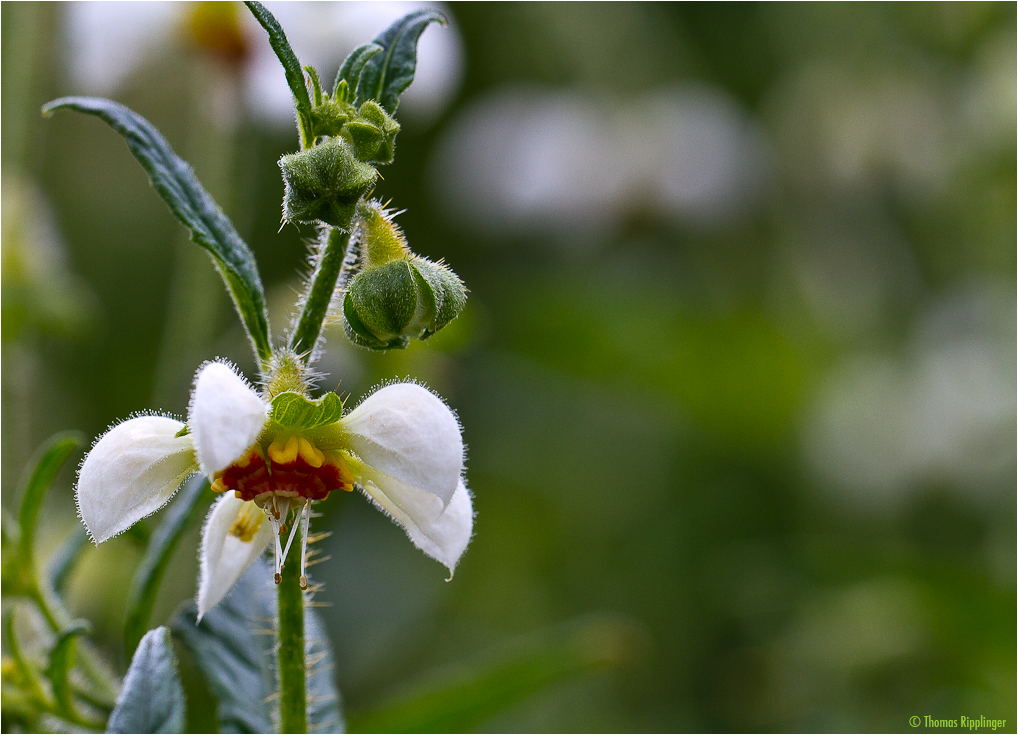 Peruanisches Brennkraut (Loasa triphylla). Foto & Bild | pflanzen ...