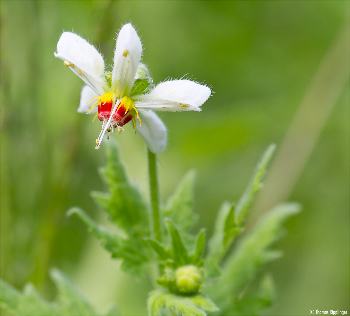 Peruanisches Brennkraut (Loasa triphylla) Foto & Bild | pflanzen, pilze ...