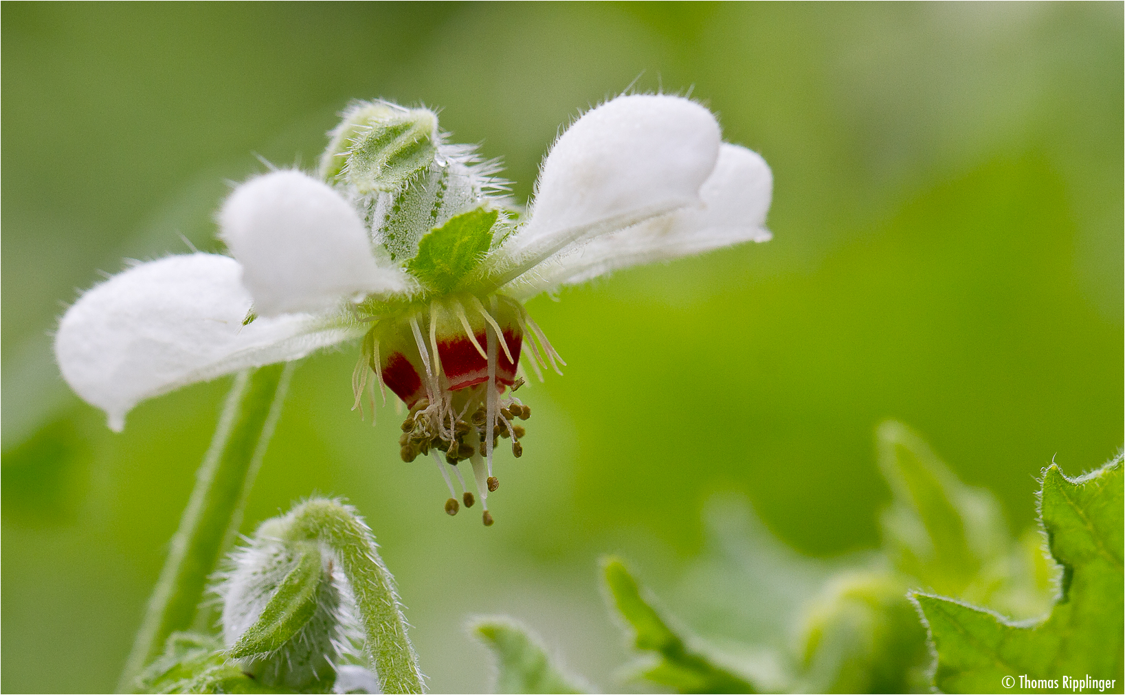 Peruanisches Brennkraut (Loasa triphylla)... ..... Foto & Bild ...