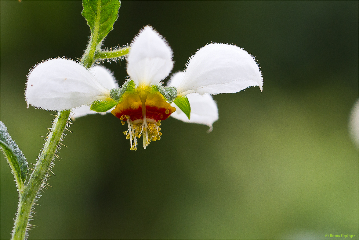 Peruanisches Brennkraut (Loasa triphylla)... Foto & Bild | pflanzen ...