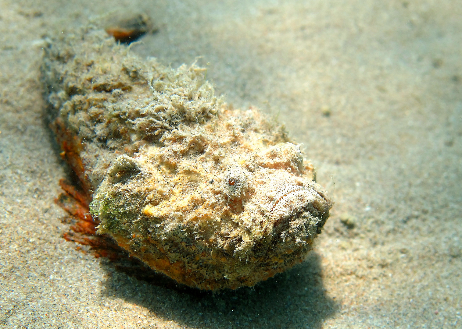 Pesce Roccia Foto % Immagini| animali, pesci e molluschi, pesce Foto su ...