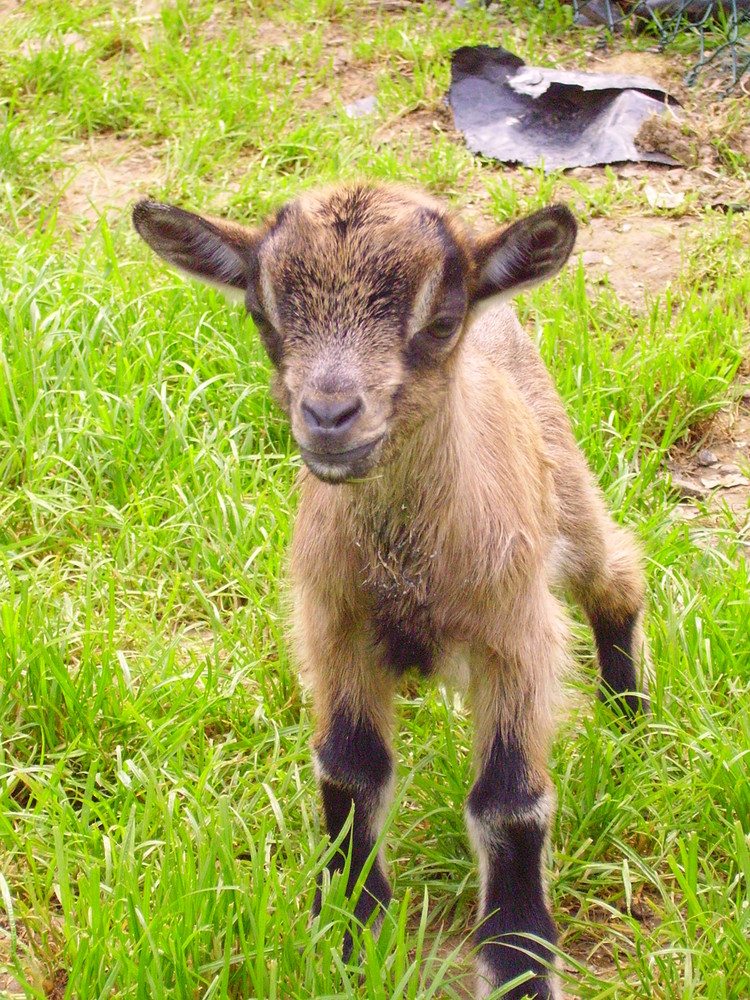 petit biquet photo et image | animaux, animaux domestiques, autres ...