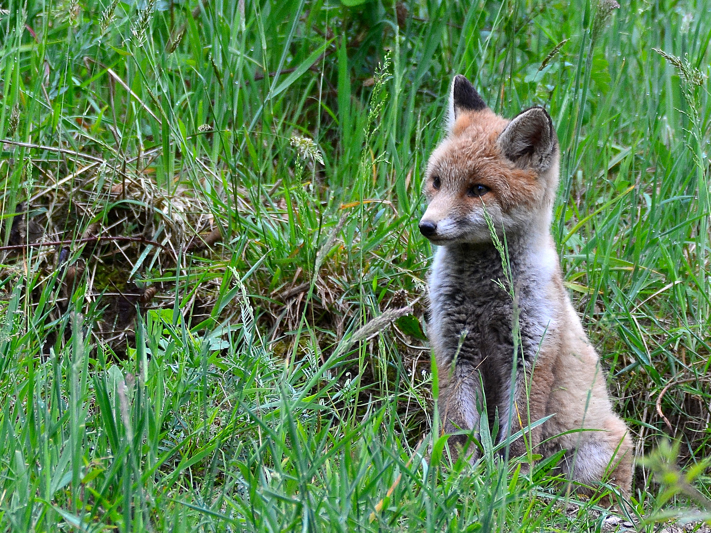 Petit goupil deviendra grand !!!! photo et image | animaux, animaux ...