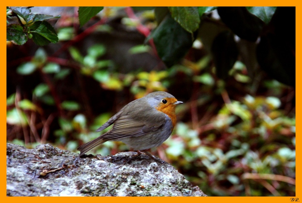 petit malin ! photo et image | animaux, animaux sauvages, oiseaux ...