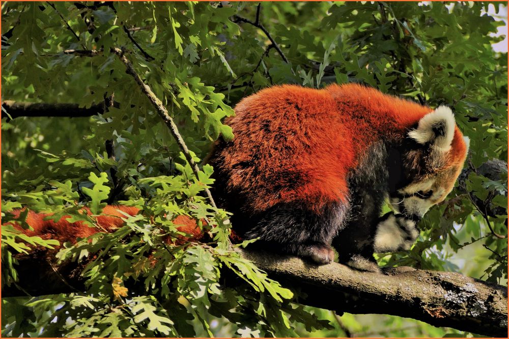 petit Panda roux... Foto % Immagini| italy, nature, world Foto su ...