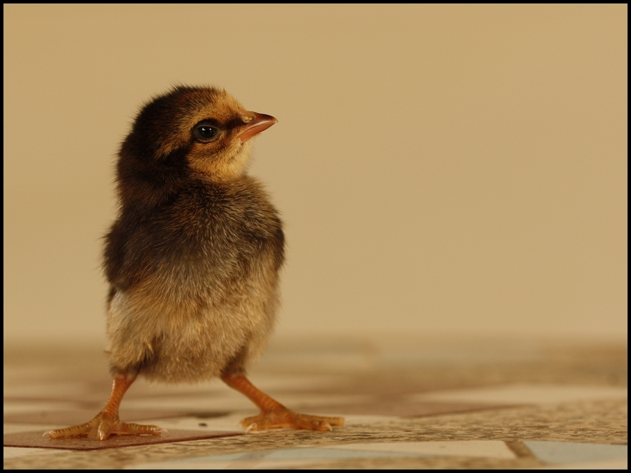 Petit poussin photo et image | animaux, animaux domestiques, basse-cour ...