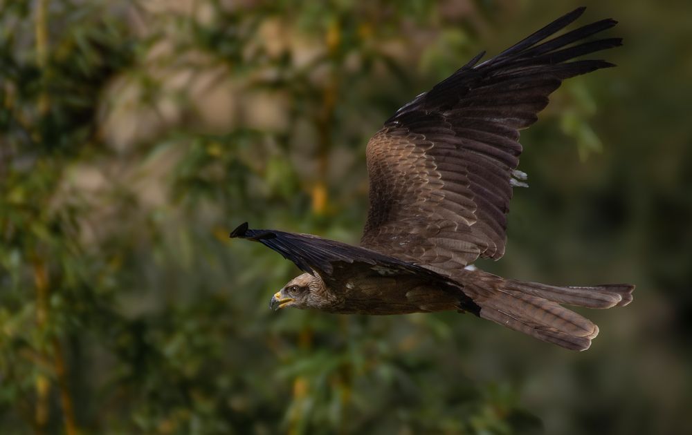 Petit rapace en vol (Milvus migrans, milan noir) photo et image ...