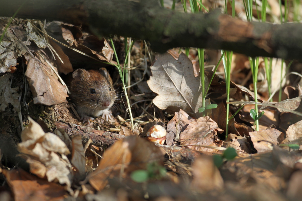 petit rongeur photo et image | animaux, animaux sauvages, nature Images ...