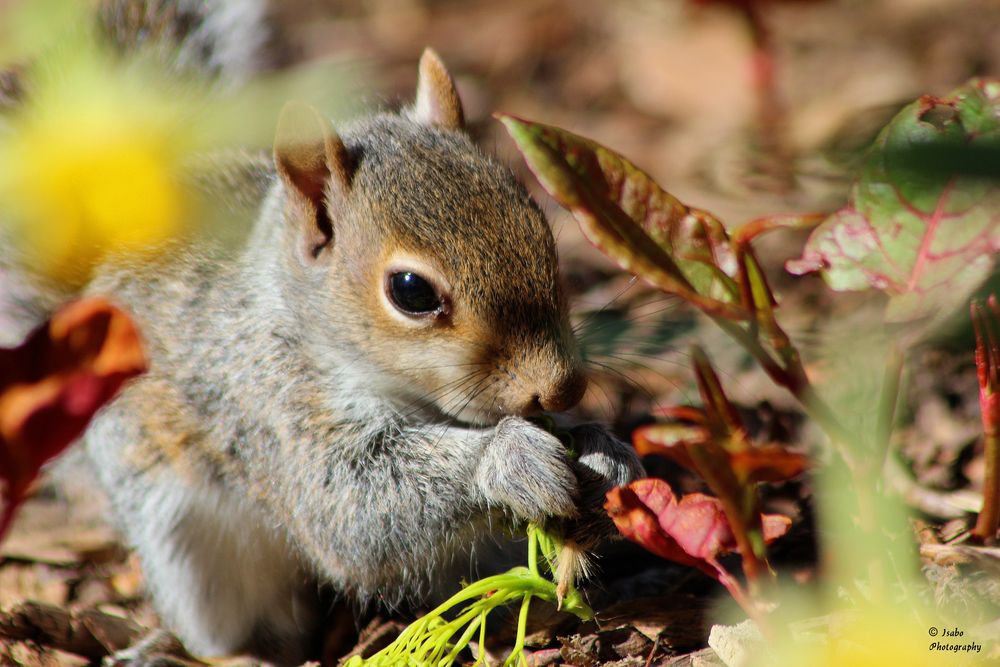 petit rongeur photo et image | animaux, animaux sauvages, nature Images ...