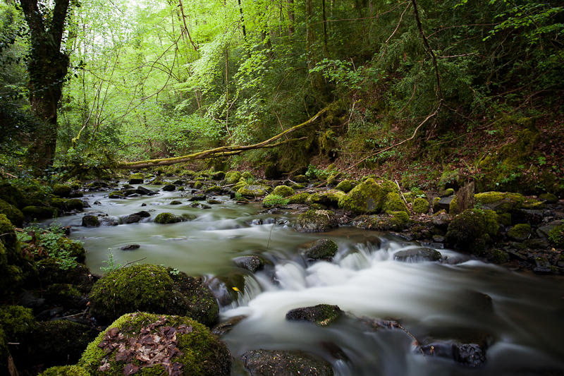 Petit ruisseau qui court et sautille gentillement dans les sous-bois ...