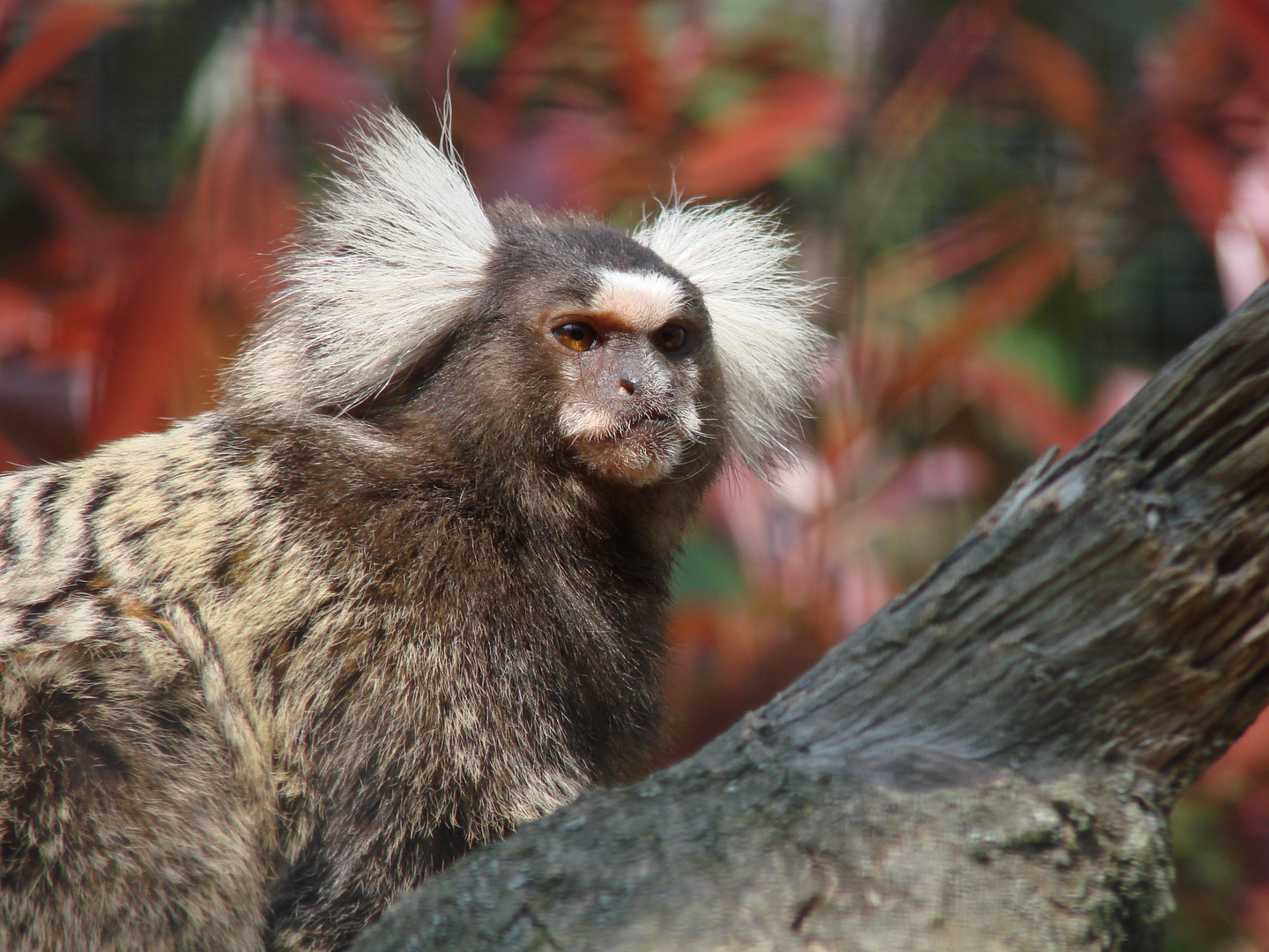 Petit singe photo et image | animaux, nature Images fotocommunity