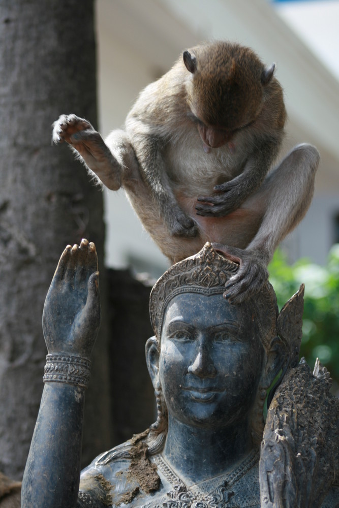 Petit singe photo et image | asia, thailand, southeast asia Images ...