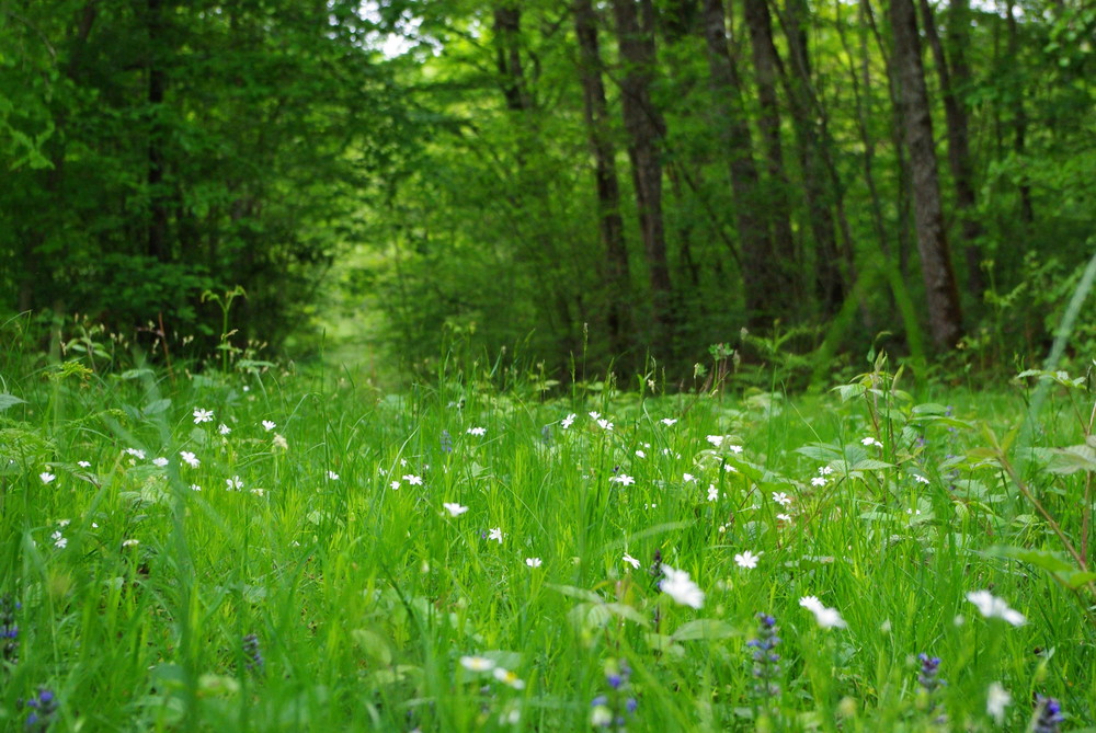 petite clairiere dans les bois photo et image | paysages, paysages de ...
