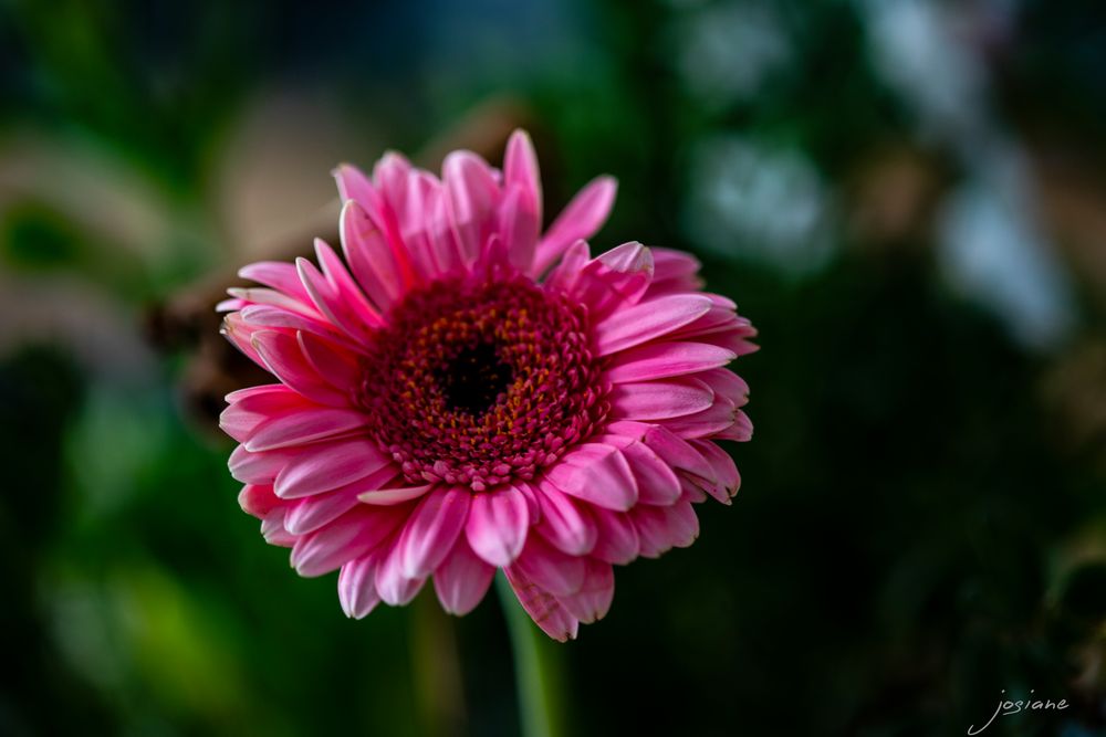 PETITE FLEUR photo et image | nature, fleurs Images fotocommunity