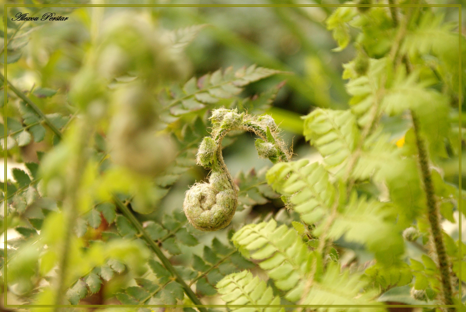 petite fougère grandit photo et image | portraits sauvages, nature ...