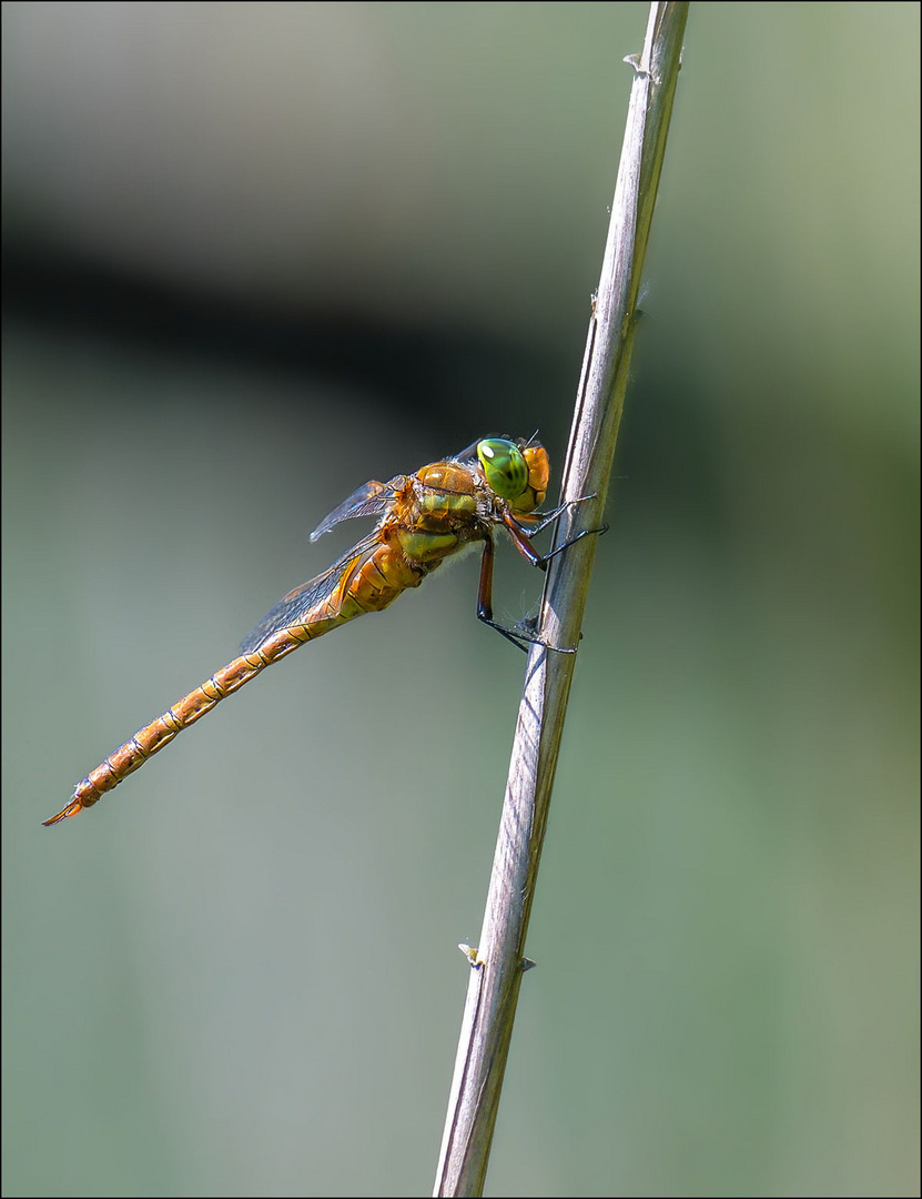 Petite libellule photo et image | macro nature, macro insectes ...