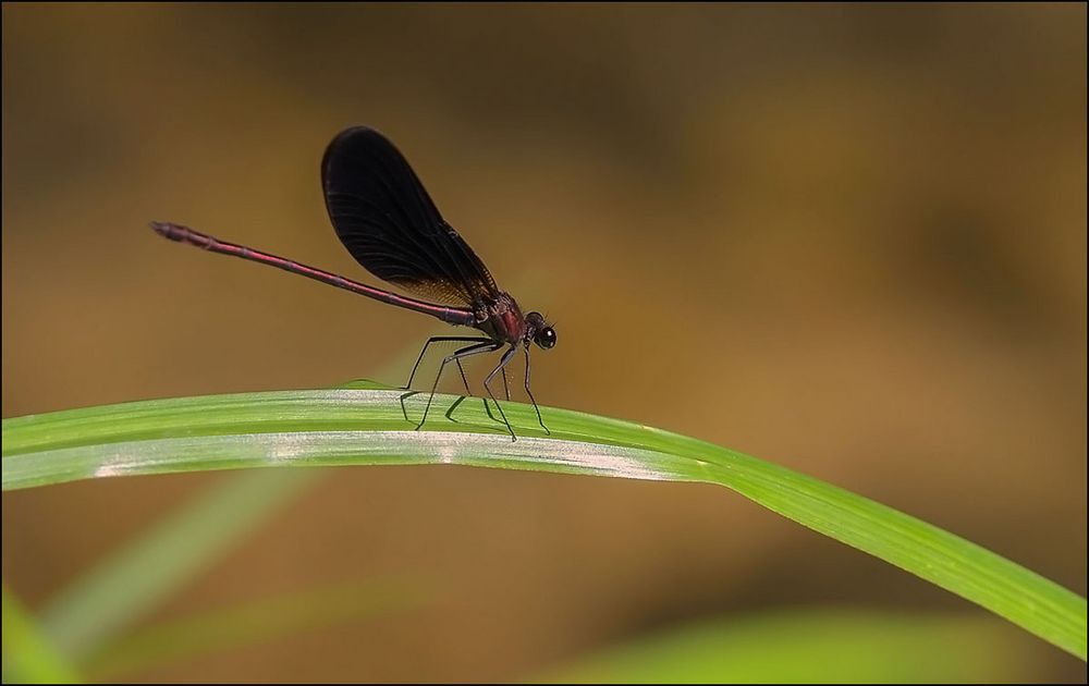 Petite libellule photo et image | macro nature, macro insectes ...