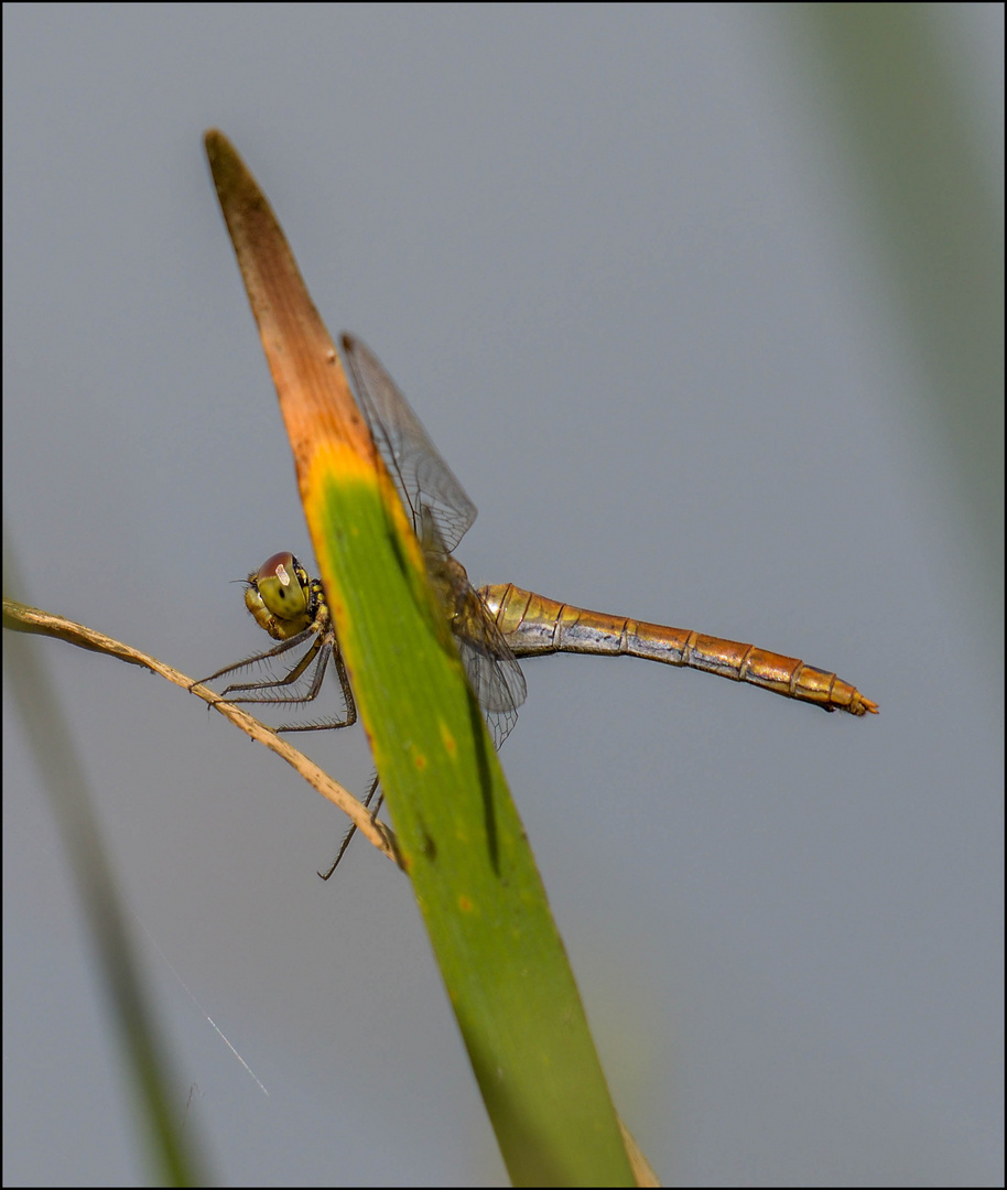 Petite libellule photo et image | macro nature, macro insectes ...