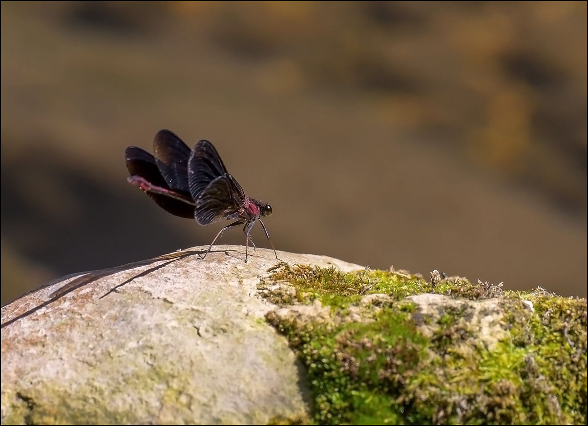 Petite libellule photo et image | macro nature, macro insectes ...