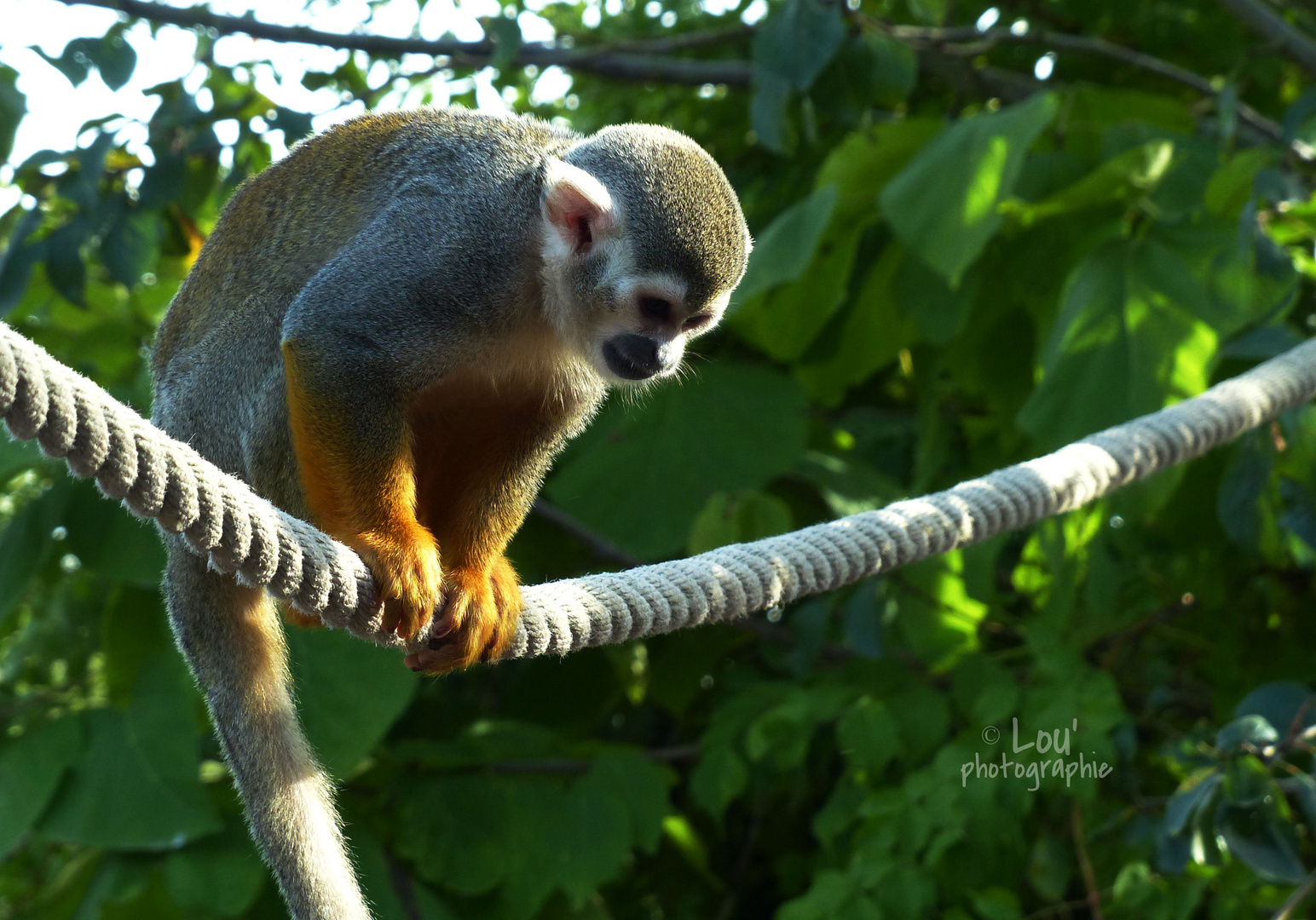 Petite saïmiri photo et image | nature, singe, pairi daiza Images ...