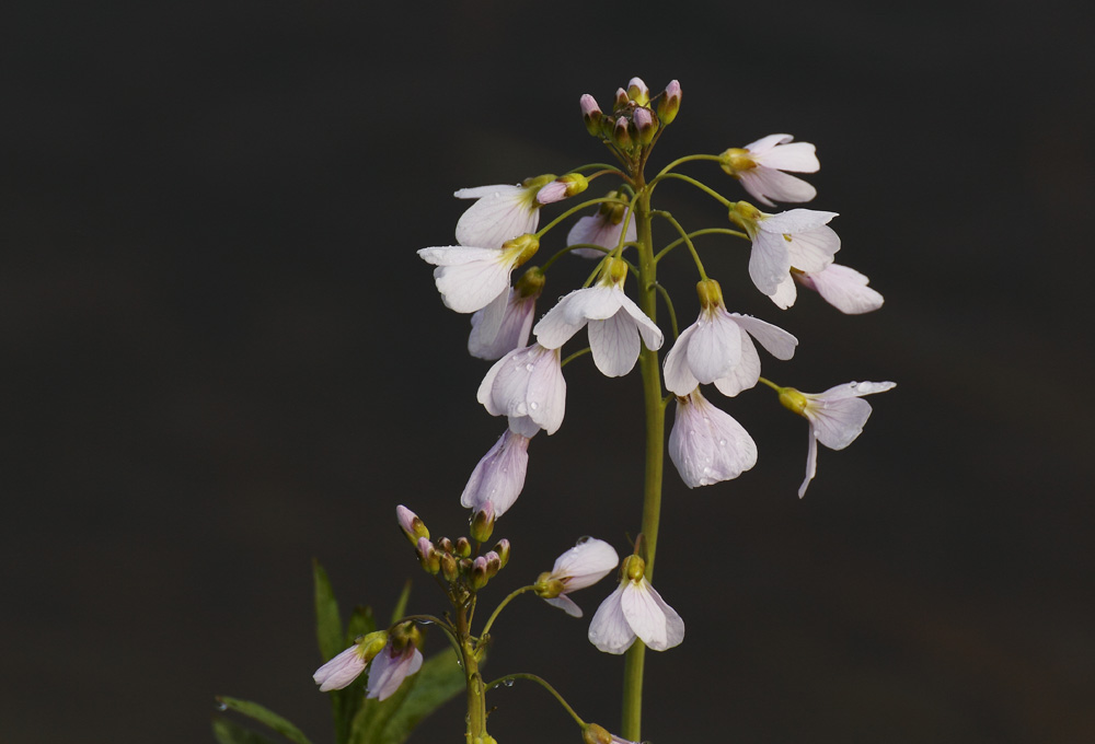 petites fleurs roses !!! photo et image | macro nature, macro fleurs ...