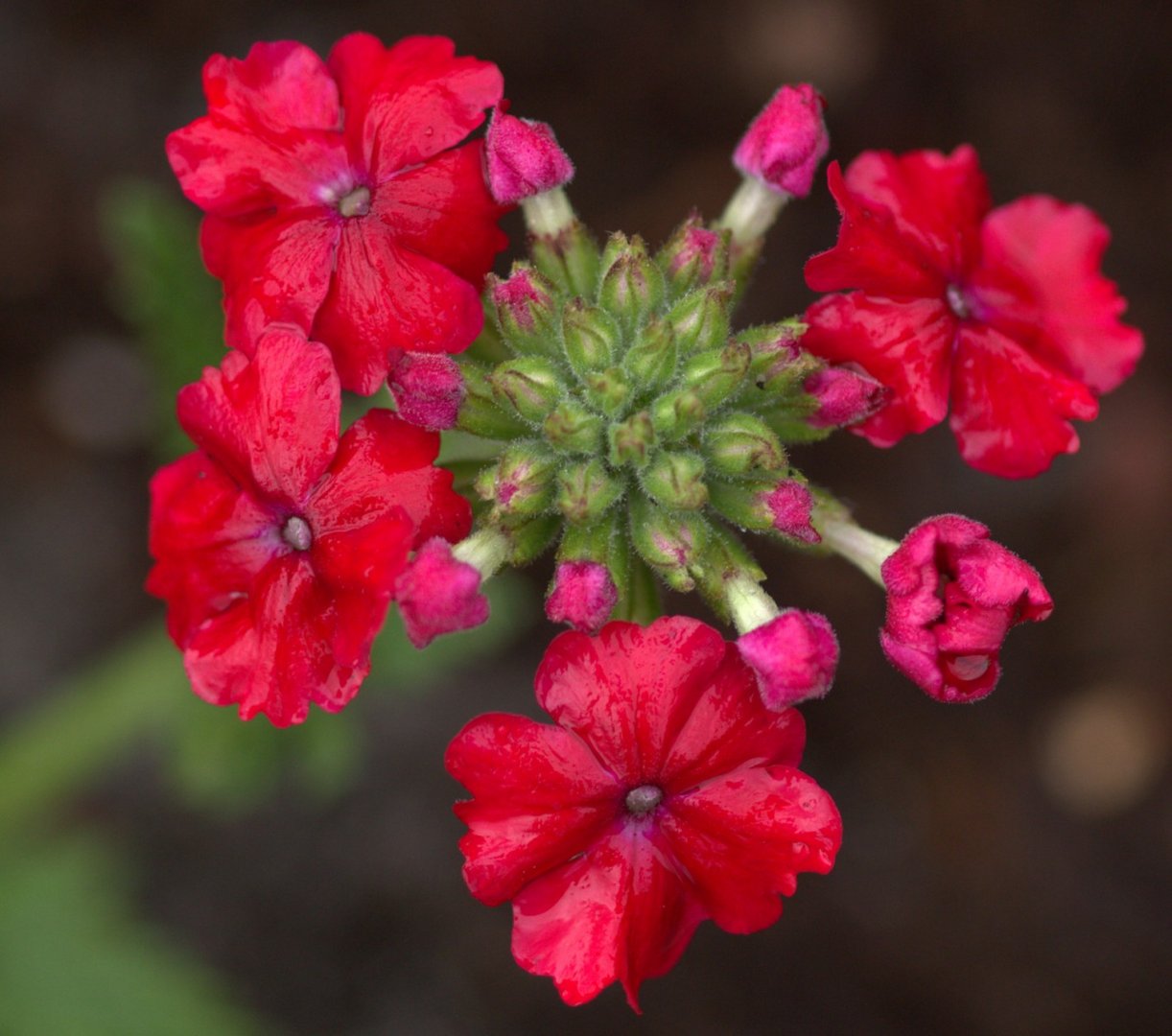 petites fleurs rouges photo et image | macro nature, macro fleurs ...