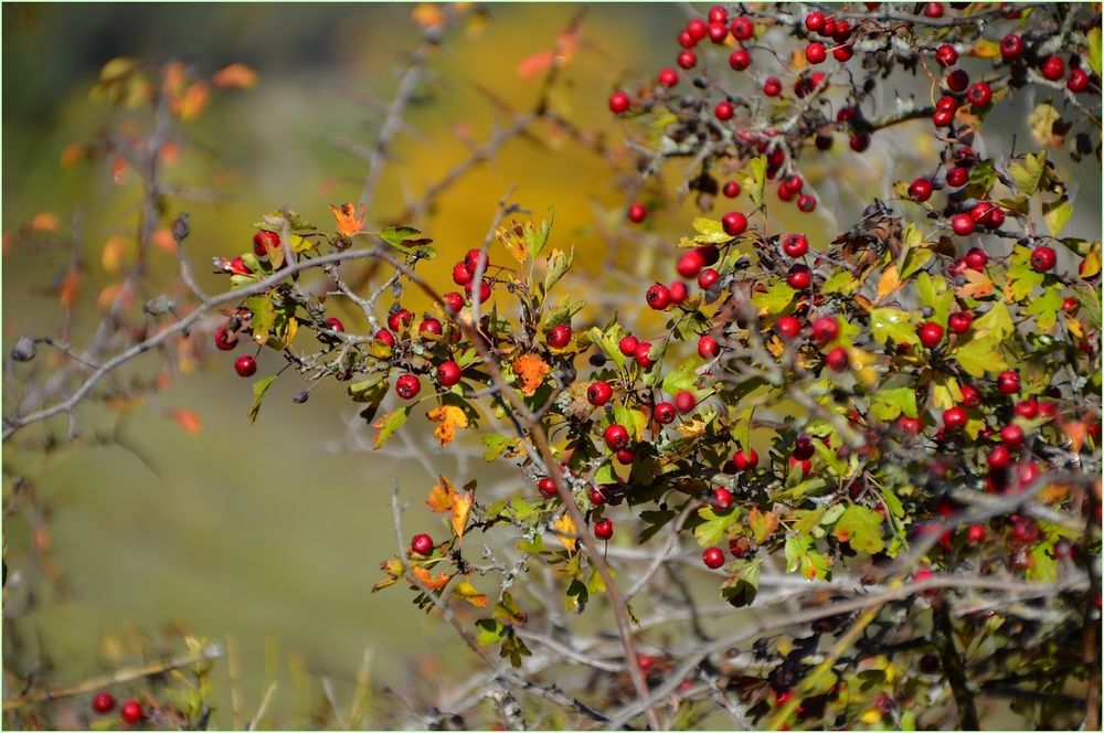 * petits fruits * photo et image | portraits sauvages, divers, nature ...