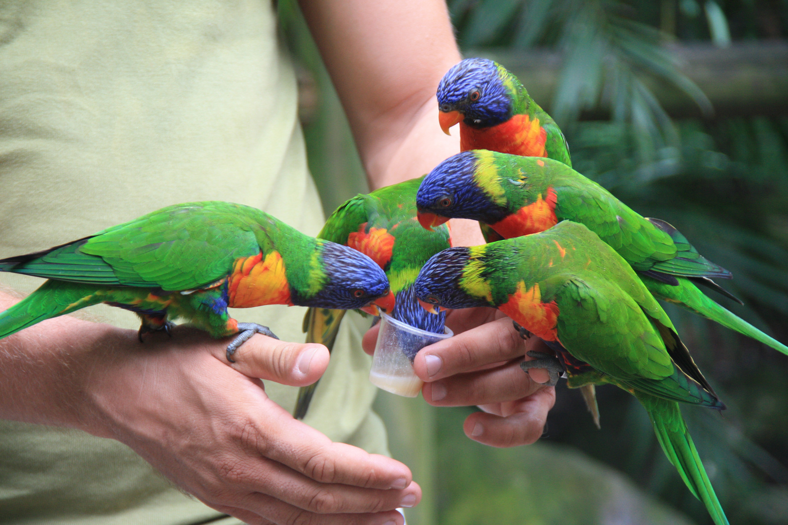 Petits perroquets photo et image | animaux, animaux domestiques, nature ...